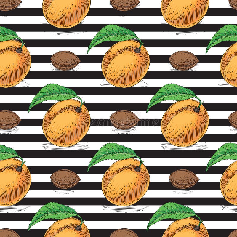 Apricot Kernels Stock Illustrations – 23 Apricot Kernels Stock ...