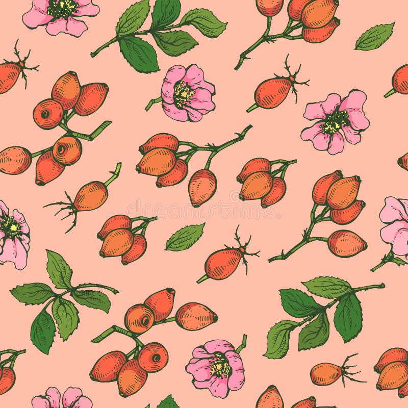 Seamless Pattern with Rosa Canina . Detailed Hand-drawn Sketches ...