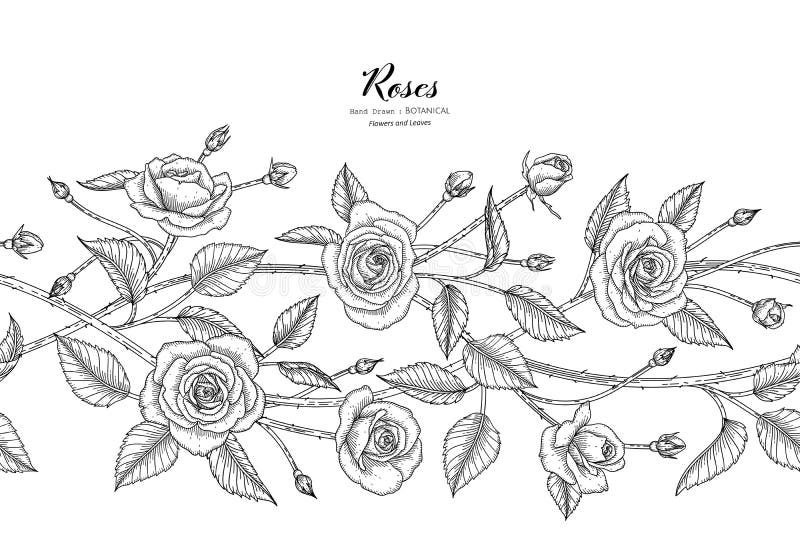 Roses Flower and Leaf Hand Drawn Botanical Illustration with Line Art ...