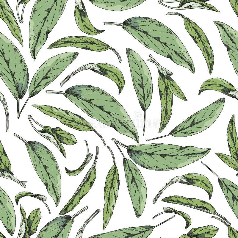 Seamless Pattern with Sage Leaves, Vector Illustration on White ...