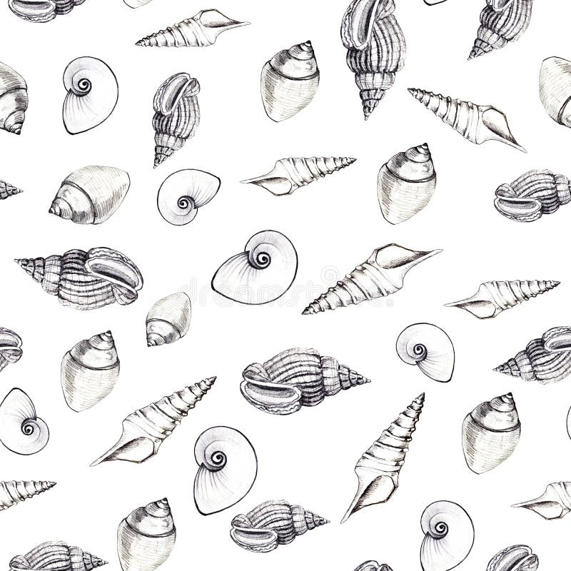 Sea Shell Pencil Drawing Stock Photos - Free & Royalty-Free Stock ...