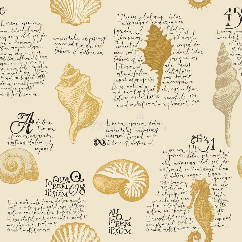 Seashell Reference Drawing Stock Illustrations – 1 Seashell Reference ...
