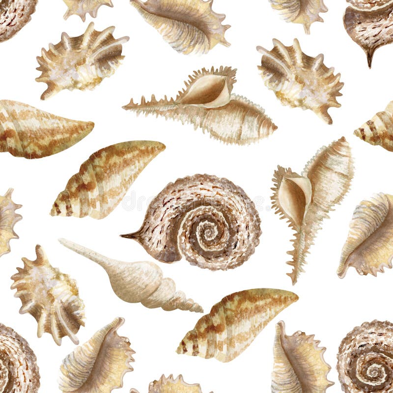 Fibonacci Conch Stock Illustrations – 591 Fibonacci Conch Stock ...