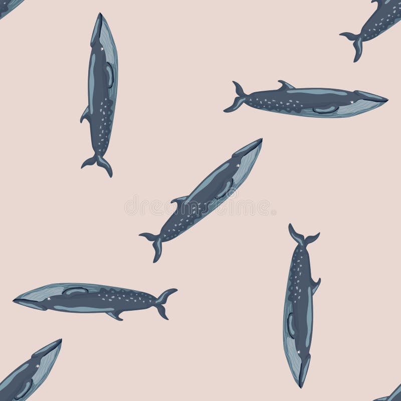 Sei Whale Stock Illustrations – 76 Sei Whale Stock Illustrations ...