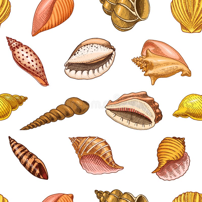 Sea Mollusca Stock Illustrations – 382 Sea Mollusca Stock Illustrations ...