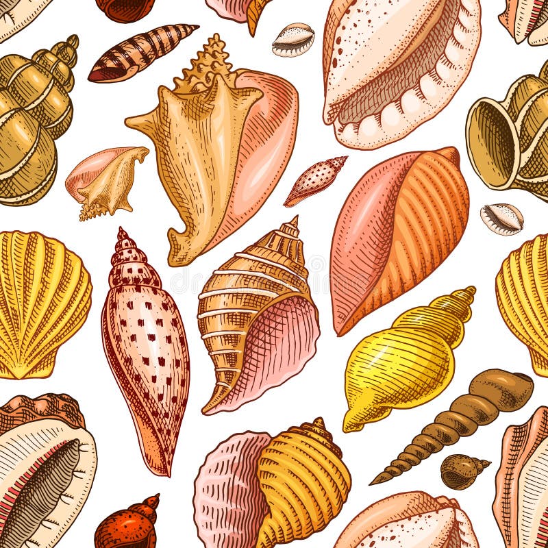 Mollusca Stock Illustrations – 592 Mollusca Stock Illustrations ...