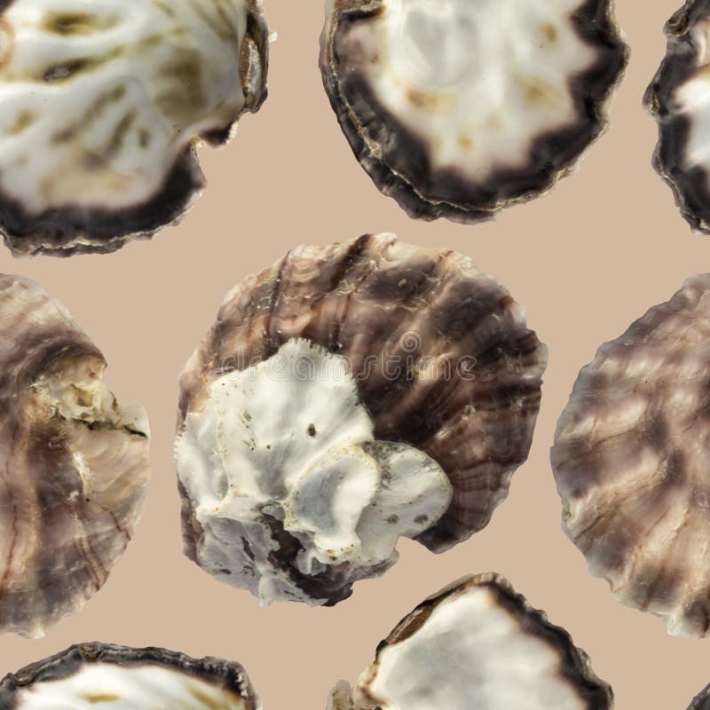 Seamless Pattern with Shells of Oysters Top View Stock Image - Image of ...