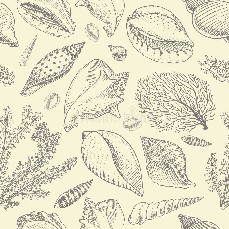 Sea Mollusca Stock Illustrations – 382 Sea Mollusca Stock Illustrations ...