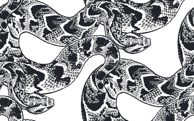 Spotty Snake Stock Illustrations – 51 Spotty Snake Stock Illustrations ...