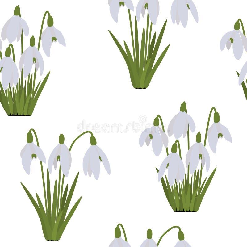 Seamless Pattern Snowdrops Vector Spring Flowers Illustration Stock ...