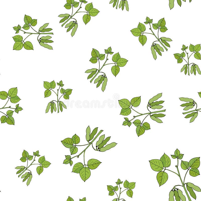 Seamless Pattern with Soybean Stock Vector - Illustration of healthy ...