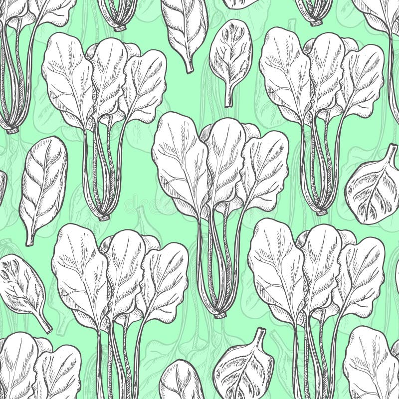 Seamless Pattern with Spinach Stock Vector - Illustration of crop ...