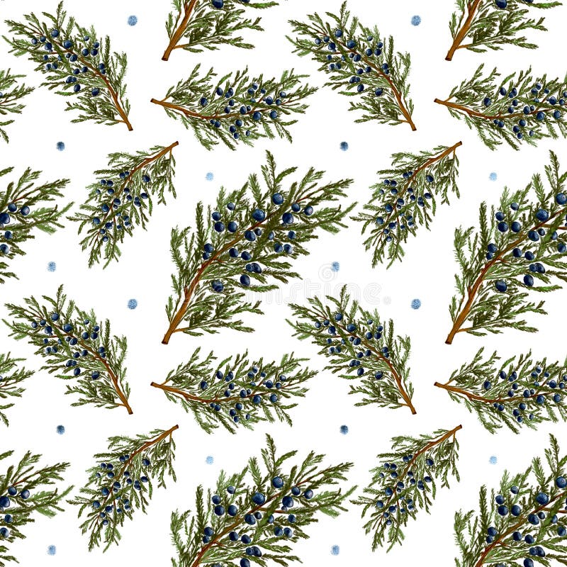 Juniper Tree Outline Stock Photos - Free & Royalty-Free Stock Photos ...