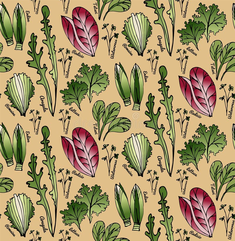 Set of Stylized Hand-drawn Leaves of Different Varieties of Lettuce ...