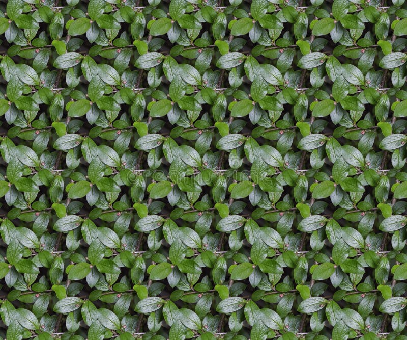 Seamless Pattern Texture of Bush Branch with Green Leaves Stock Image ...