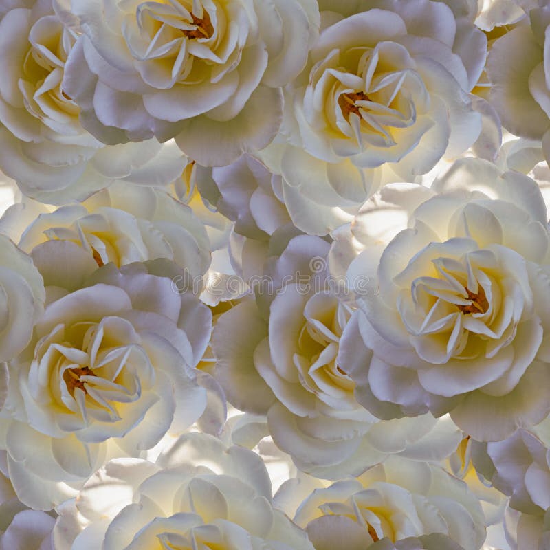 Seamless Pattern Texture of Delicate Roses, Soft and Romantic Floral ...