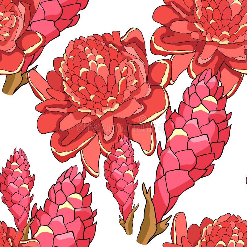 Seamless Pattern Tropical Flower of Ginger Red Torch. Vector Ill Stock ...