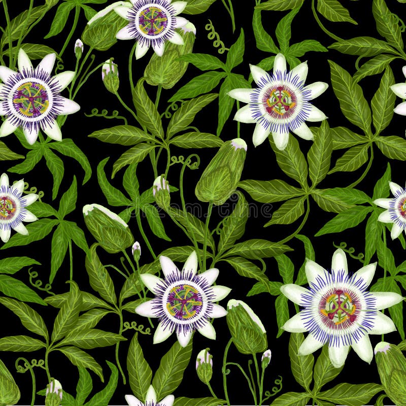 Seamless Pattern with Tropical Passion Flowers Stock Illustration ...
