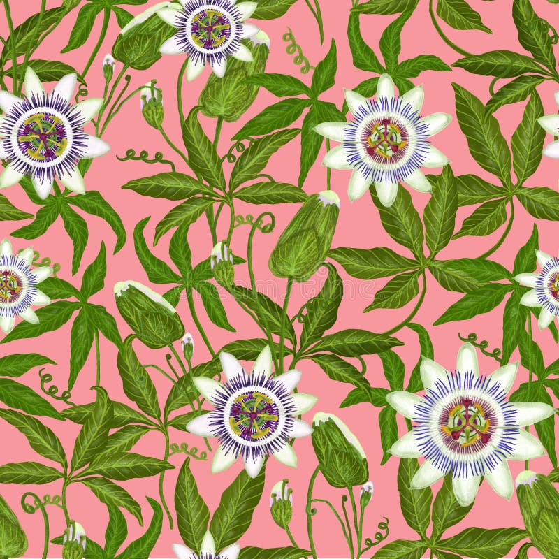 Seamless Pattern with Tropical Passion Flowers Stock Illustration ...