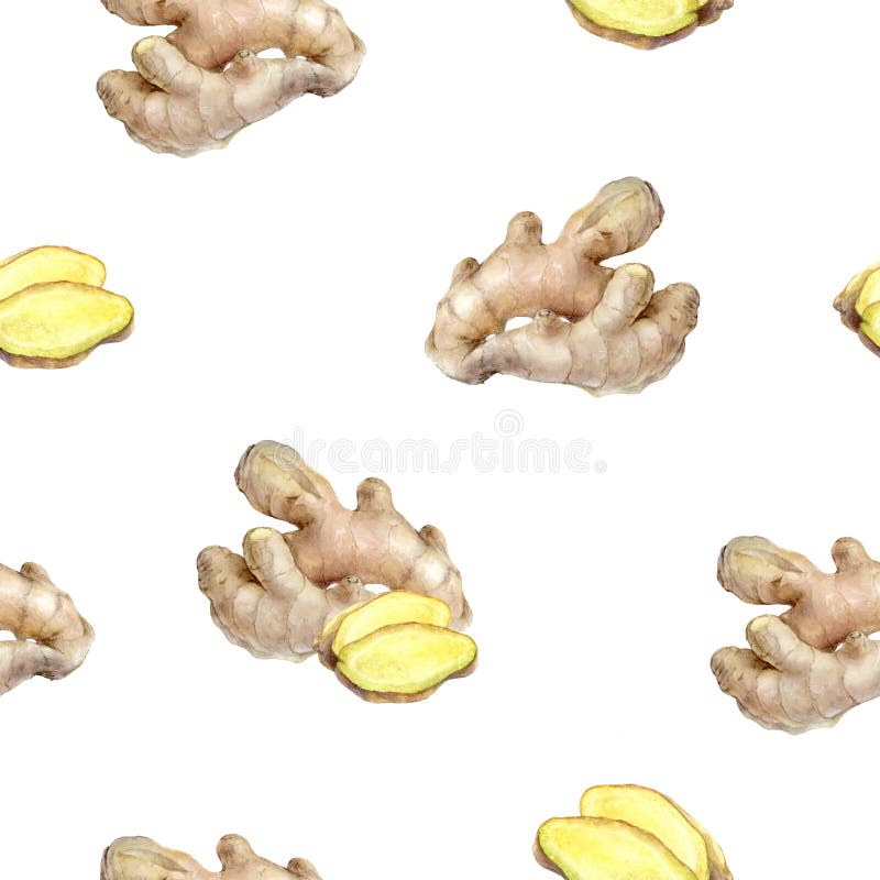 Seamless Pattern with Watercolor Ginger Root on White Background ...