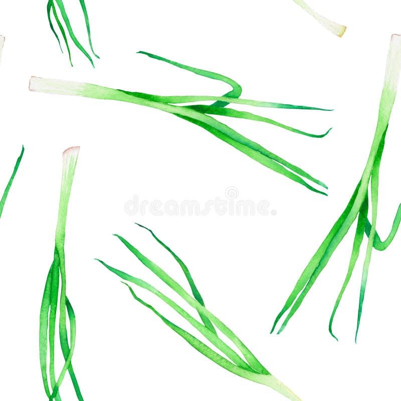 A Seamless Pattern with the Watercolor Green Onion on a White ...