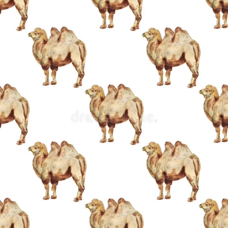 Seamless Pattern with Camel Stock Illustration - Illustration of ...