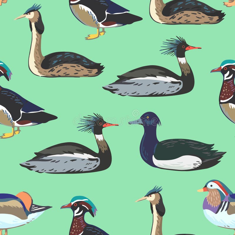 Seamless Pattern with Waterfowl, Different Types of Ducks and Grebe ...