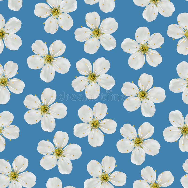 Seamless Pattern. White Cherry Flowers on a Blue Background. Stock ...