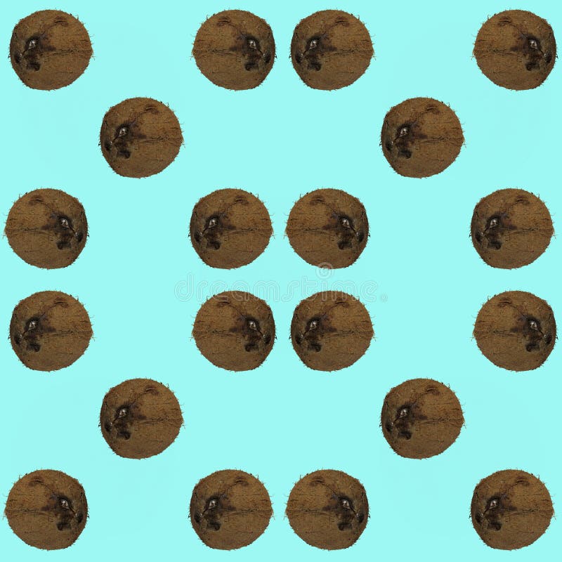 A Seamless Pattern of Whole Coconuts on a Blue Background. Can Be Used ... A Seamless Pattern of Whole Coconuts on a Blue Background. Can Be Used ...
