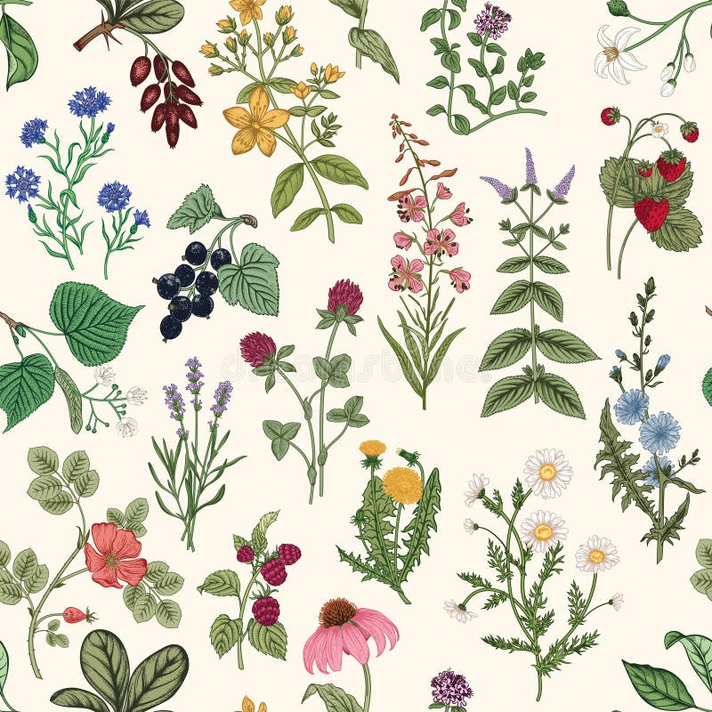 Seamless Pattern with Wild Herbs. Stock Vector - Illustration of berry ...