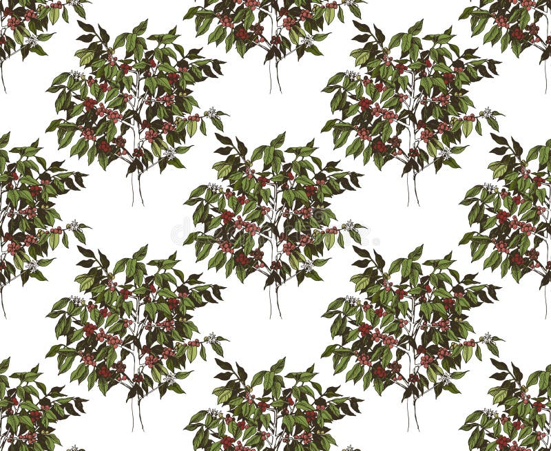 Seamless Pattern with Young Arabica Coffee Trees Stock Vector ...