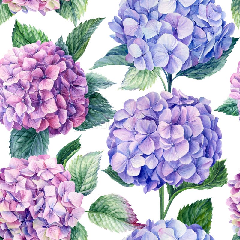 Seamless Patterns of Branches of Hydrangea Flower and Leaves on an ...