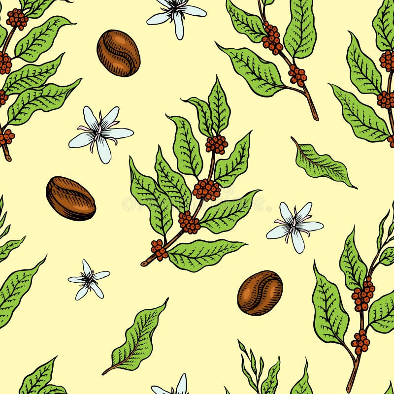Seamless Patterns with Coffee Plants or Branches in Vintage Style. Tree ...