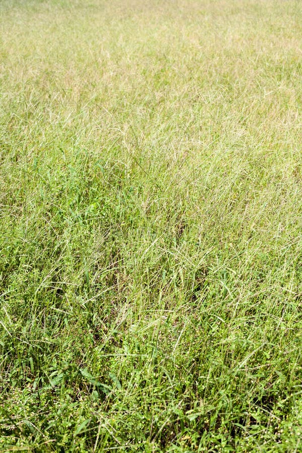 Seamless Picture Of Weeds Field Stock Photo - Image of natural, summer ...