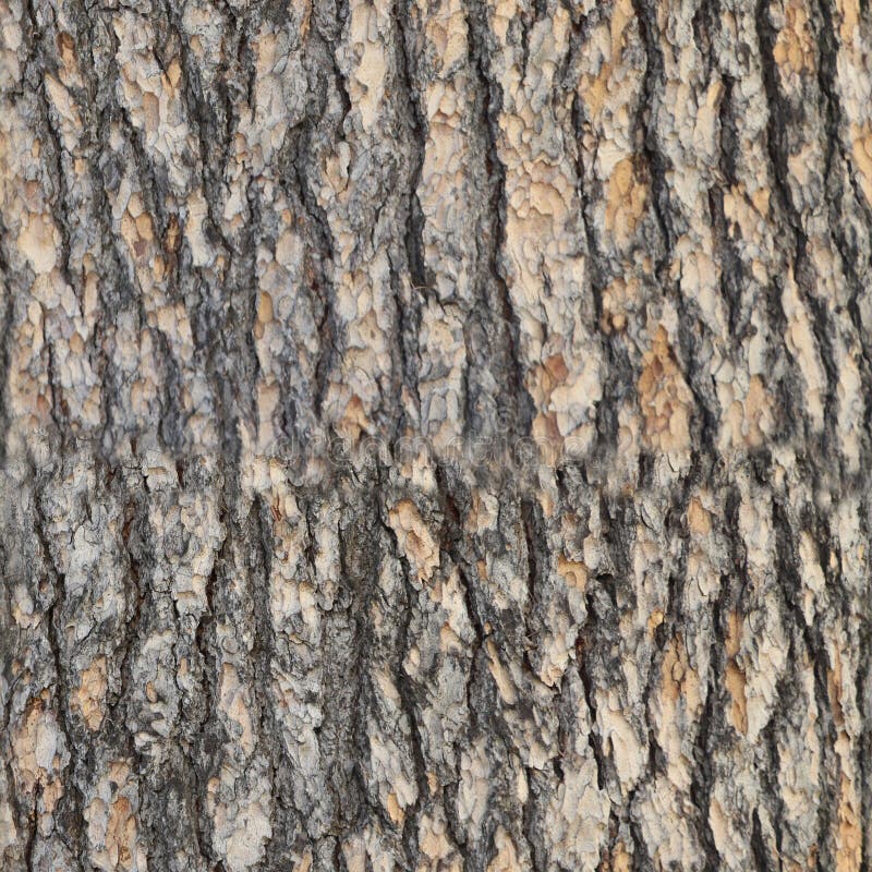 Seamless Pine Bark Texture