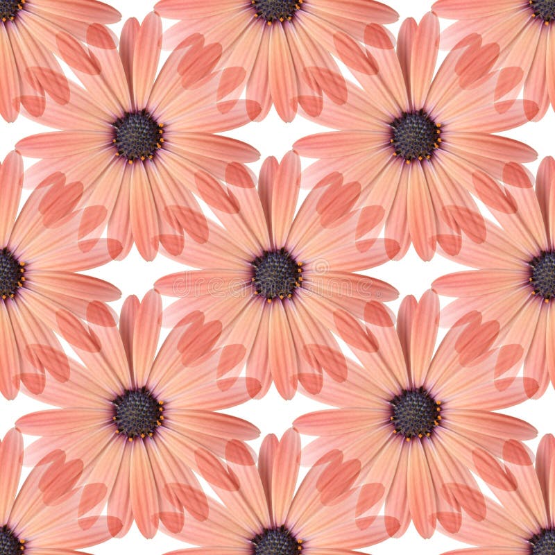 Seamless Peach Daisy Design Stock Illustration - Illustration of peach ...