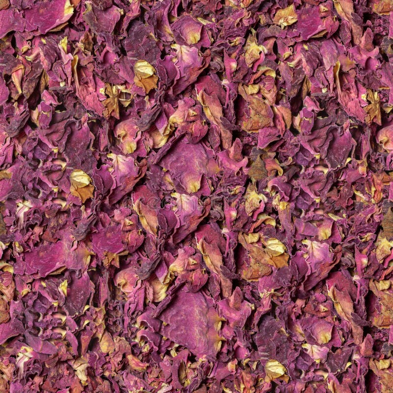 Seamless Pink Rose Flowers Texture Stock Photo - Image of healthy ...