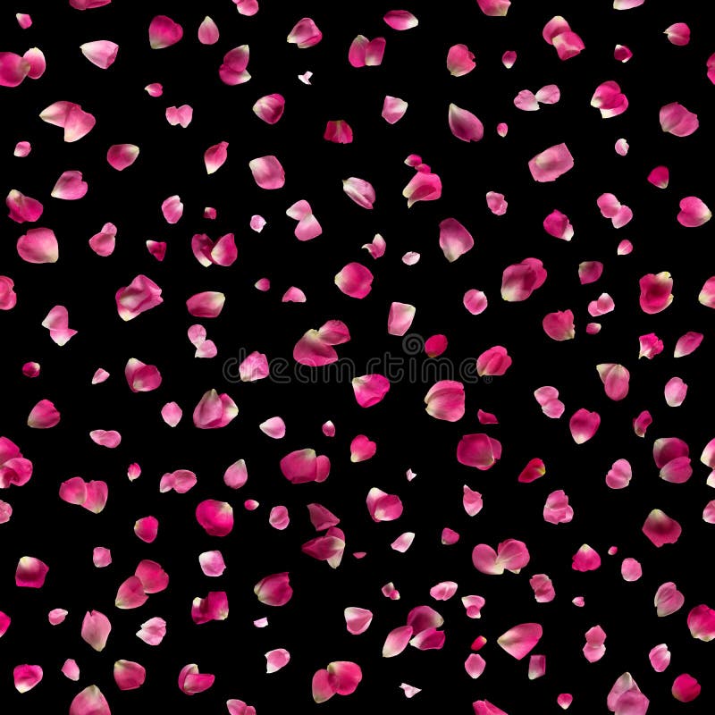 Seamless Red Rose Petals on Black Stock Photo - Image of raining ...