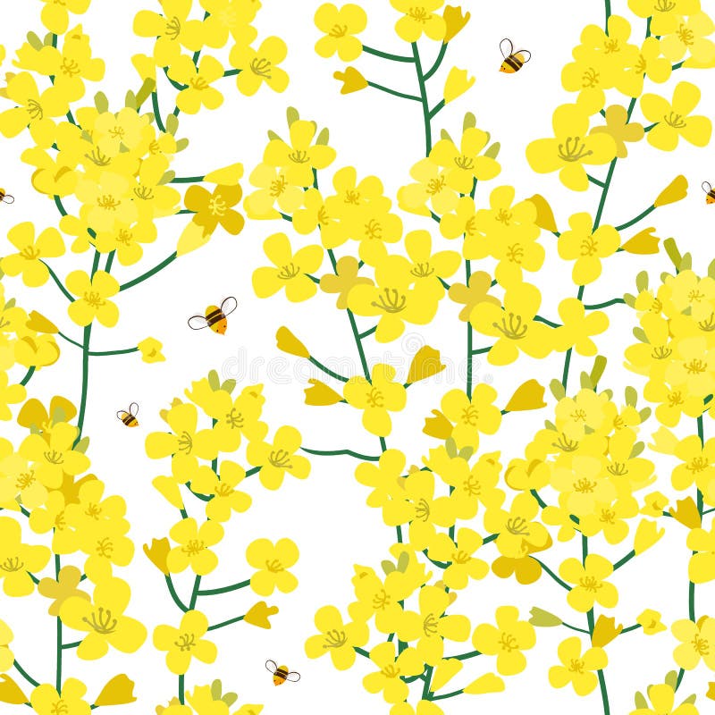 Rapeseed Flower Stock Illustrations – 1,129 Rapeseed Flower Stock ...