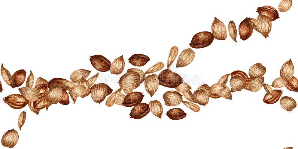 Seamless Border of Apricot Kernels and Seeds. Watercolor Illustration ...