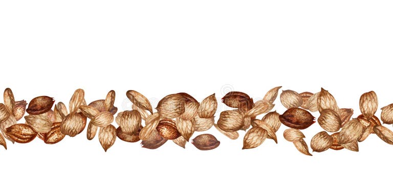 Seamless Border of Apricot Kernels and Seeds. Watercolor Illustration ...