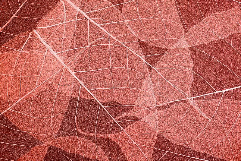 Seamless Red Leaves Pattern, Texture for Background. Stock Illustration ...