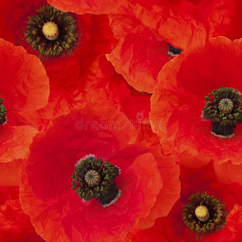 Seamless Repeatable Photo Background of Red Poppies Stock Image - Image ...