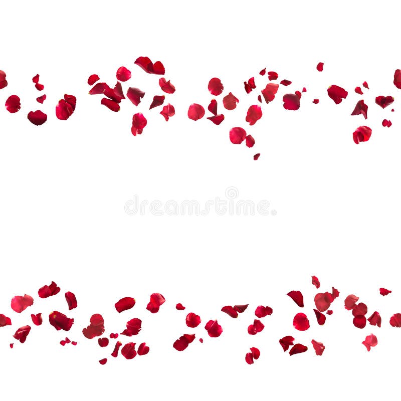 Seamless Rose Petal Lines stock photo. Image of marriage - 49341972
