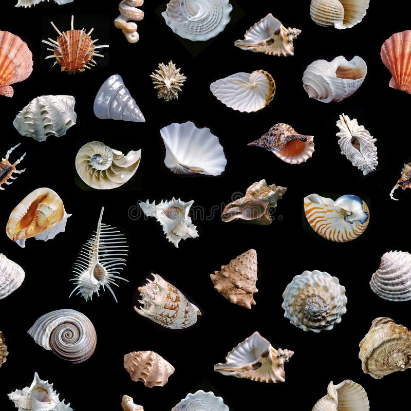 180+ Shells black background Free Stock Photos - StockFreeImages