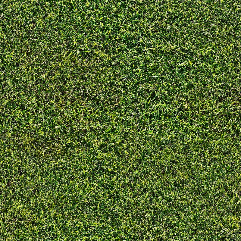 Seamless Short Grass Field Texture Stock Image - Image of football ...