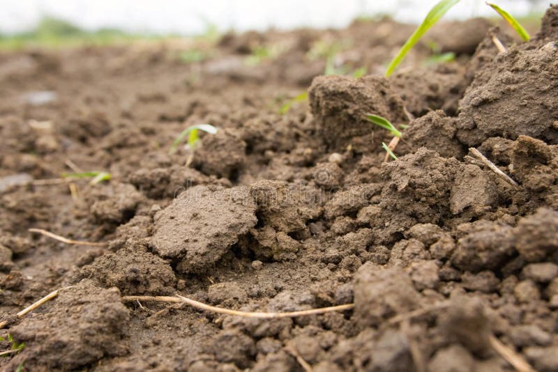 Seamless Soil Texture. Can Be Used As Pattern To Fill Background Stock ...