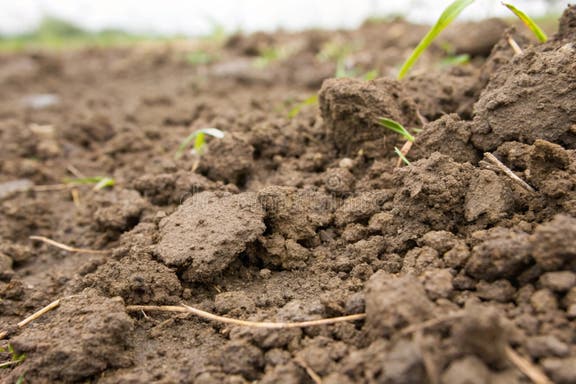 Seamless Soil Texture. Can Be Used As Pattern To Fill Background Stock ...