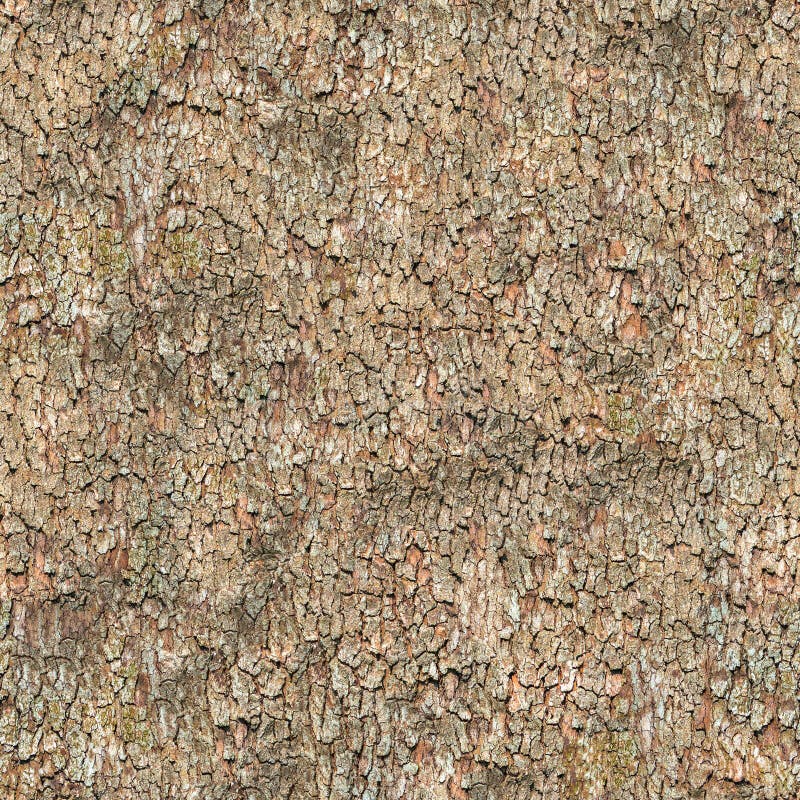 Pine Bark. Seamless Tileable Texture. Stock Image - Image of nature ...