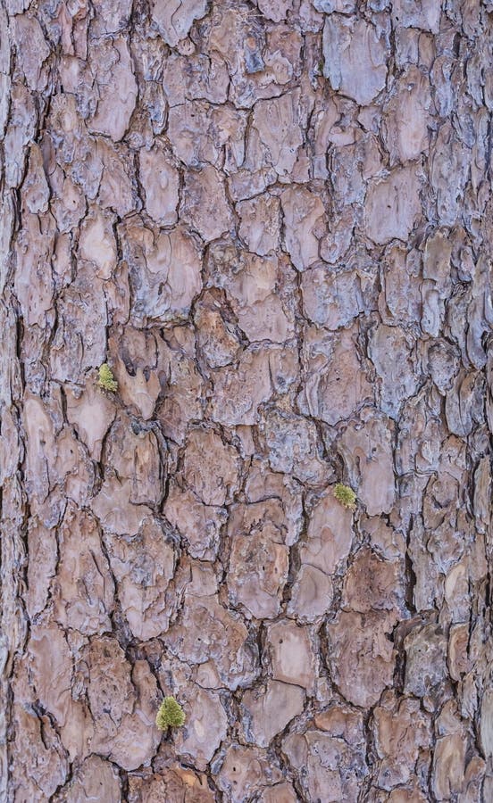 Maple Bark. Seamless Texture. Stock Image - Image of grunge, forestry ...